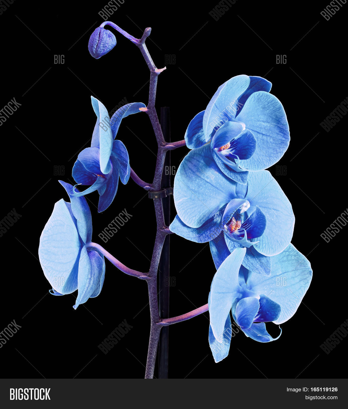 Blue Branch Orchid Image & Photo (Free Trial) | Bigstock