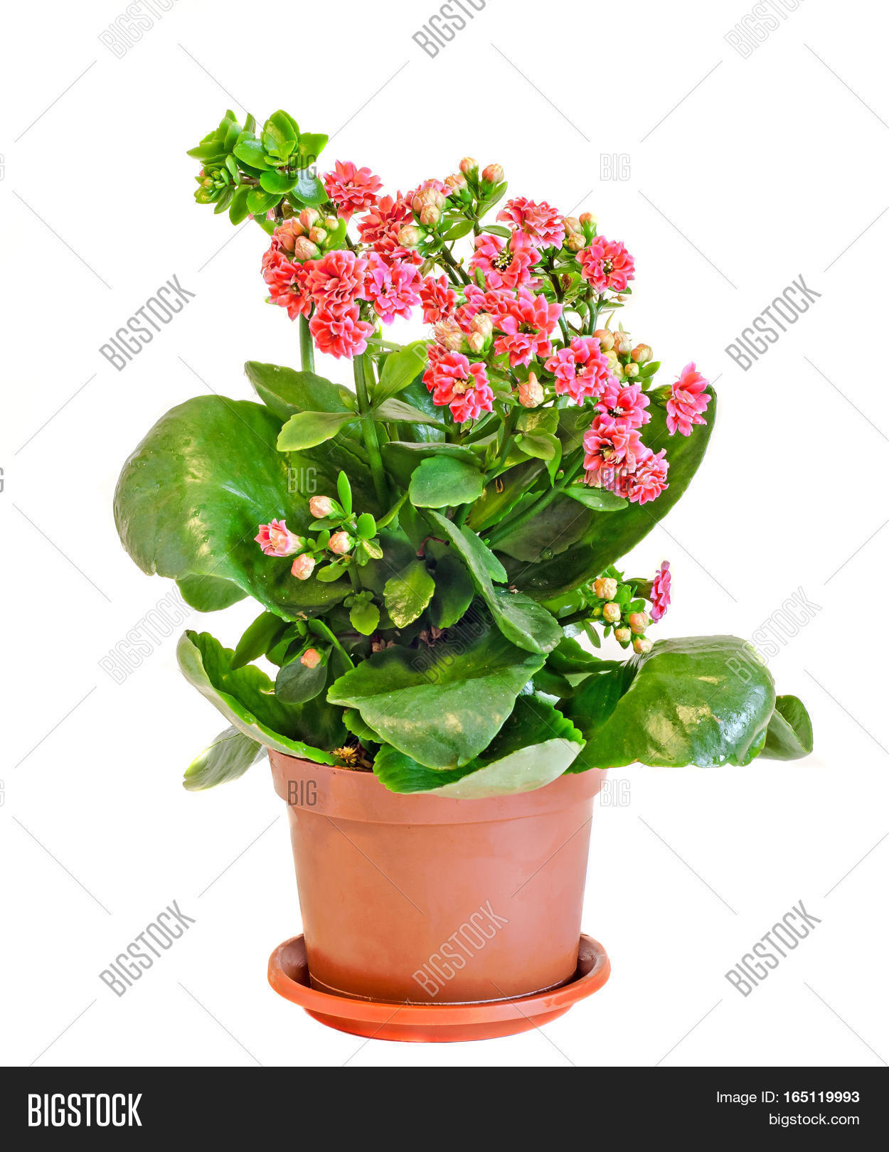 Pink Calandiva Flowers Image & Photo (Free Trial) | Bigstock