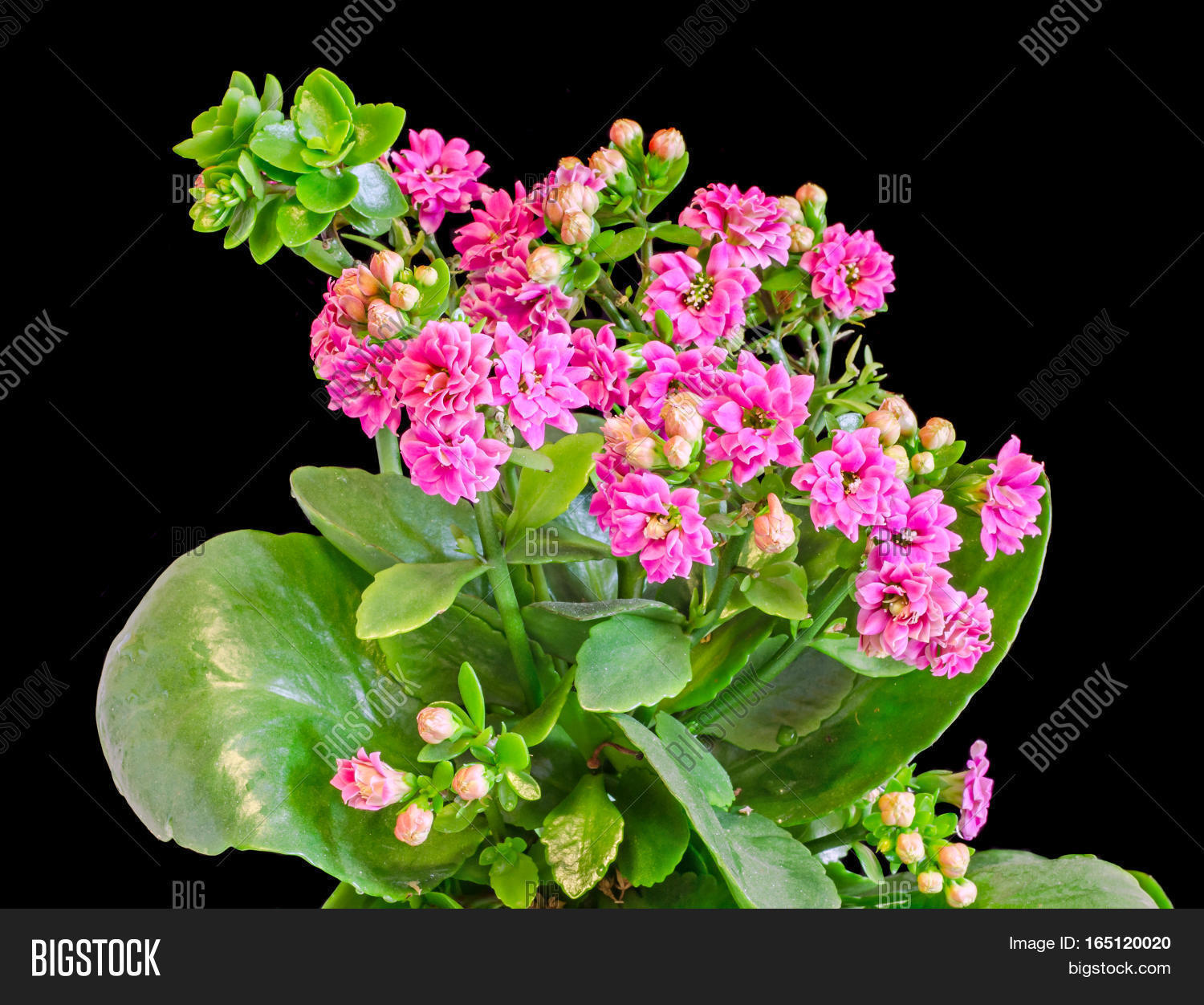 Pink Calandiva Flowers Image & Photo (Free Trial) | Bigstock