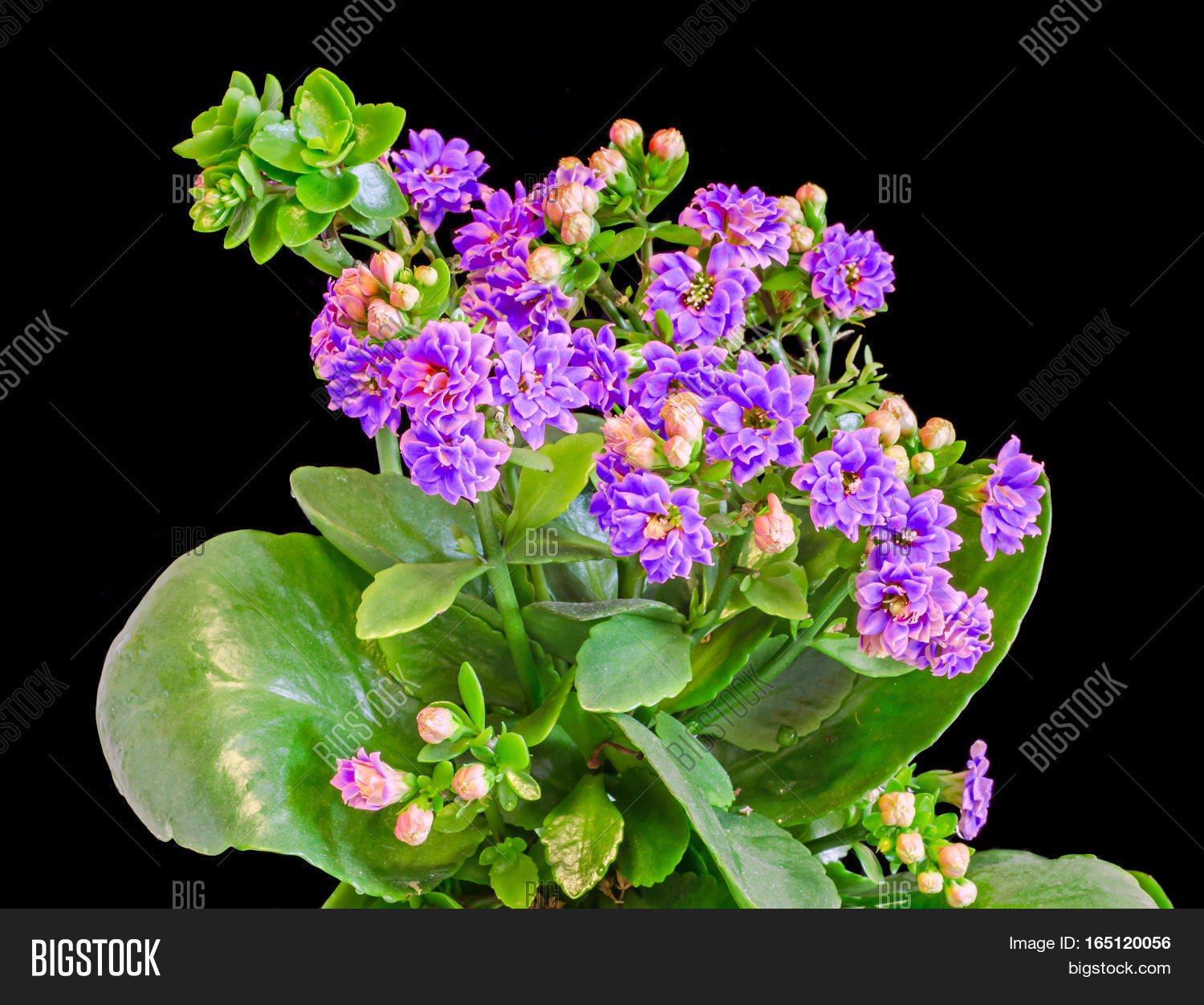 Violet Calandiva Image & Photo (Free Trial) | Bigstock