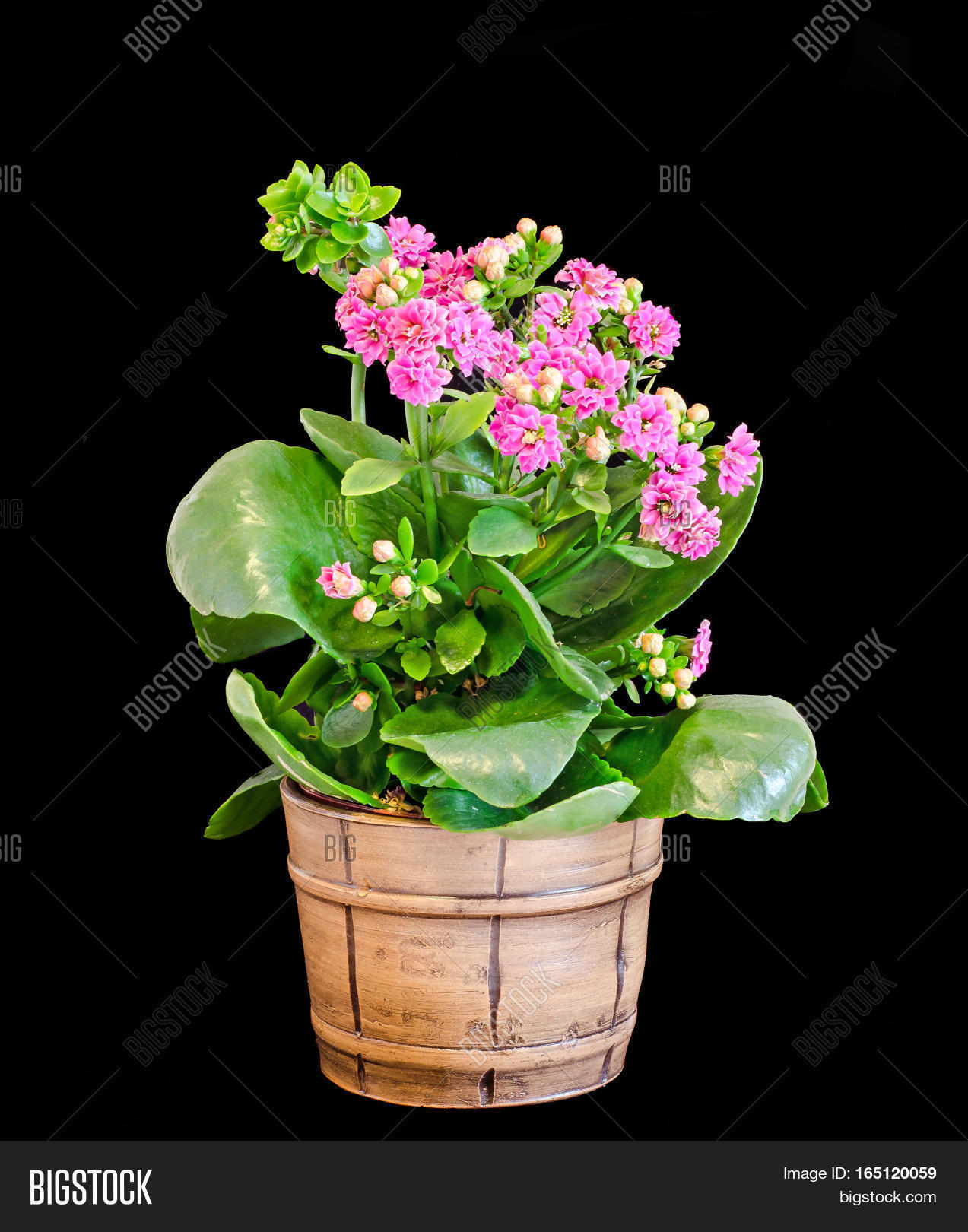 Pink Calandiva Flowers Image & Photo (Free Trial) | Bigstock