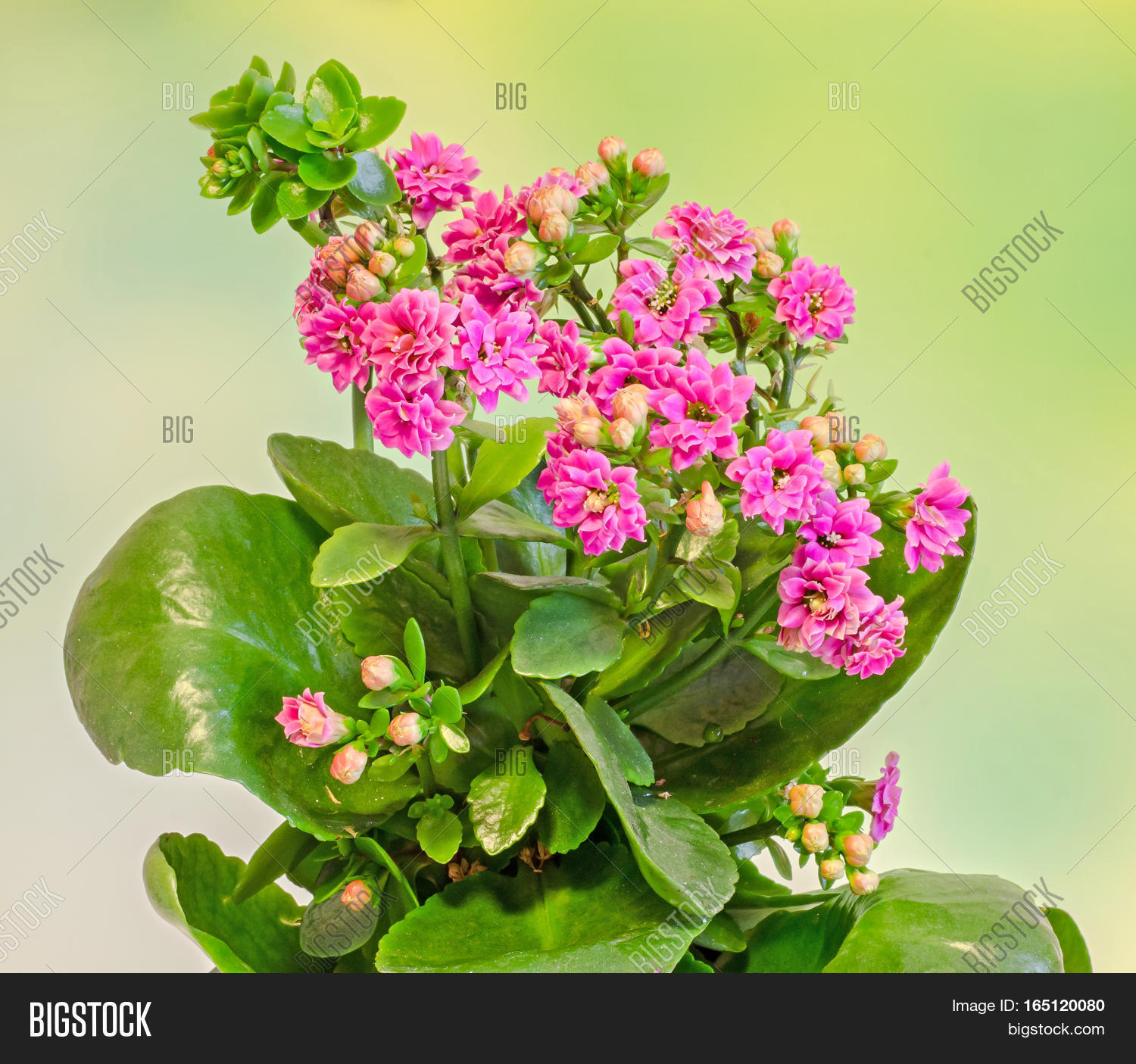 Pink Calandiva Flowers Image & Photo (Free Trial) | Bigstock