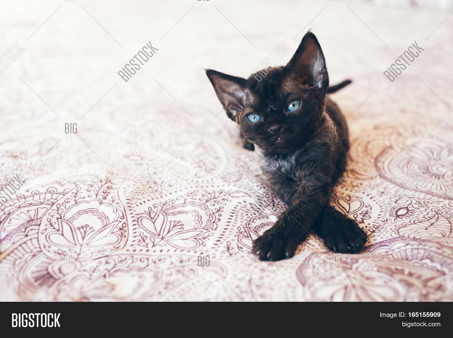 Cute Devon Rex Kitten Image & Photo (Free Trial) | Bigstock