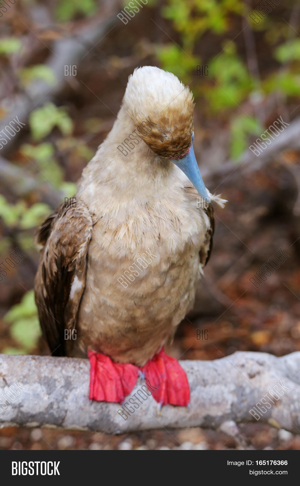 Red-footed Booby On Image & Photo (Free Trial) | Bigstock