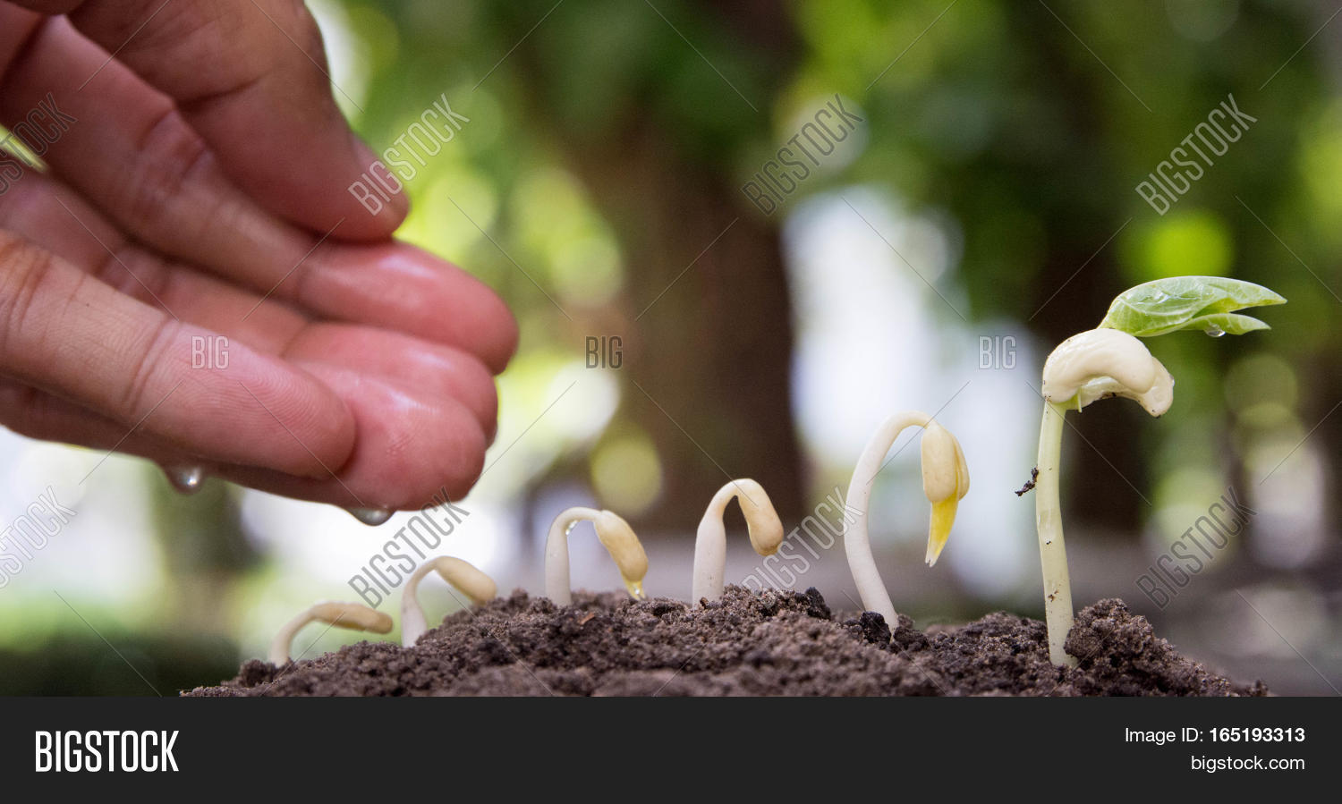 Seed Tree, Seeding, Image & Photo (Free Trial) | Bigstock
