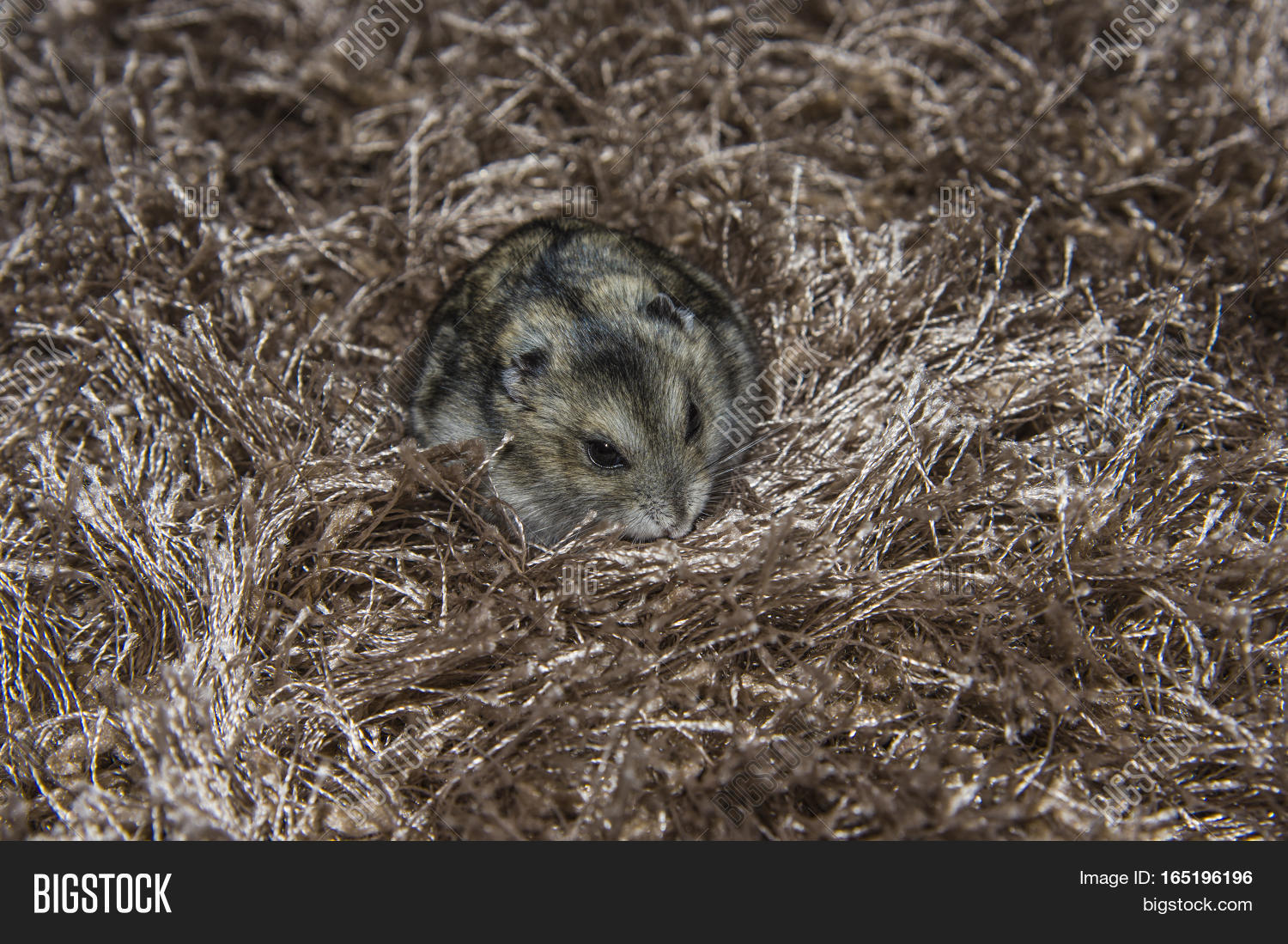 Little Mouse Sitting Image & Photo (Free Trial) | Bigstock