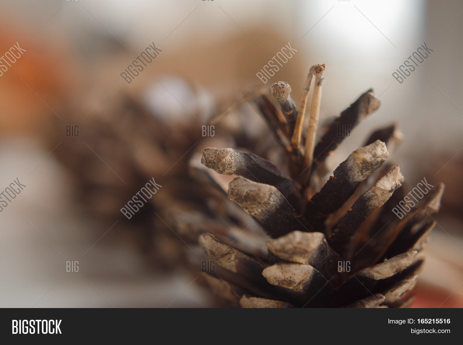 Number Cones Close Image & Photo (Free Trial) | Bigstock