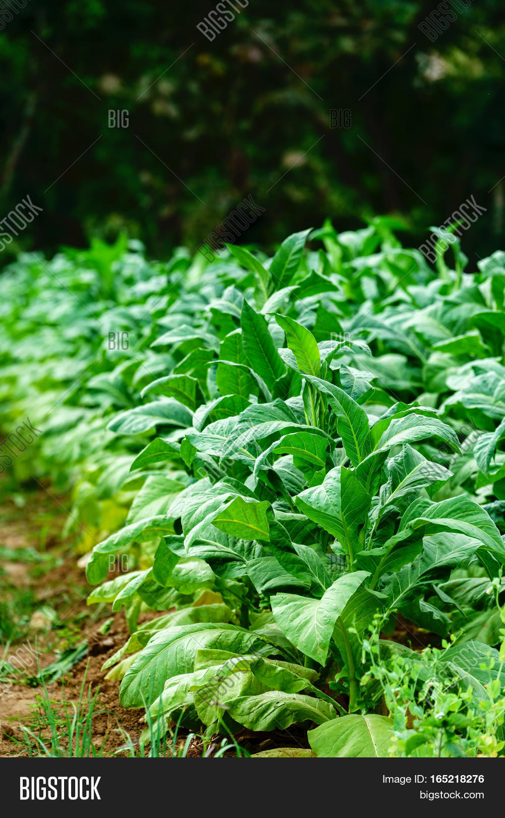 Agriculture Tabacco Image & Photo (Free Trial) | Bigstock