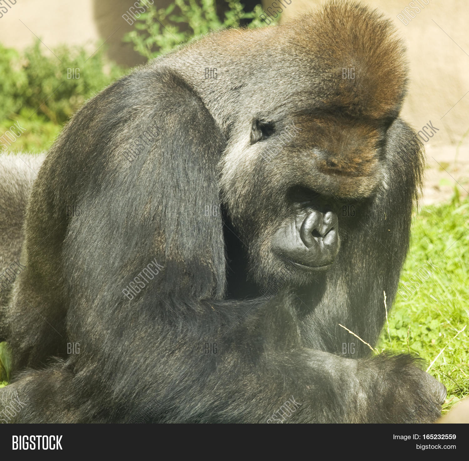 Big Black Monkey Image & Photo (Free Trial) | Bigstock