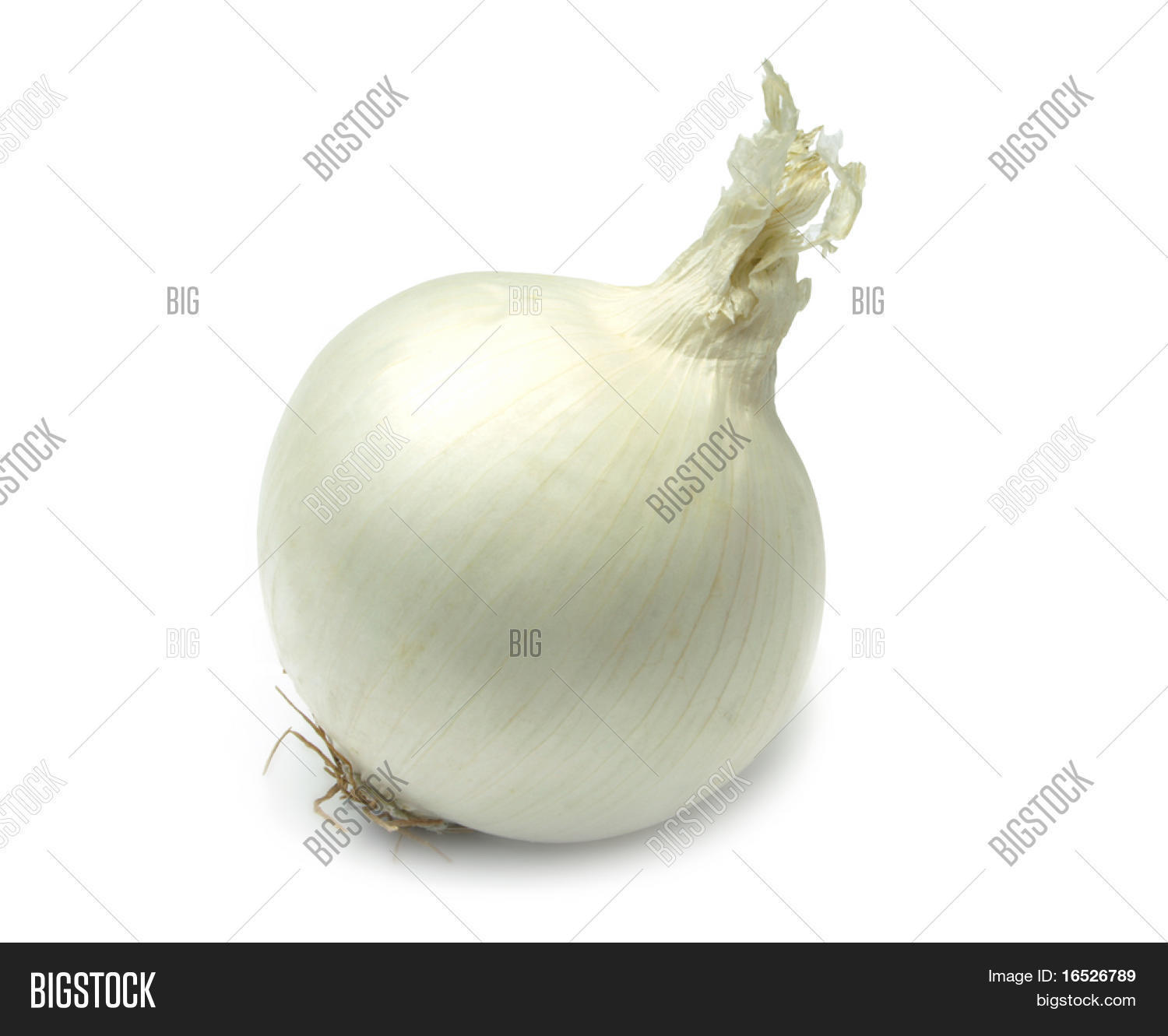 Single White Onion Image & Photo (Free Trial) | Bigstock