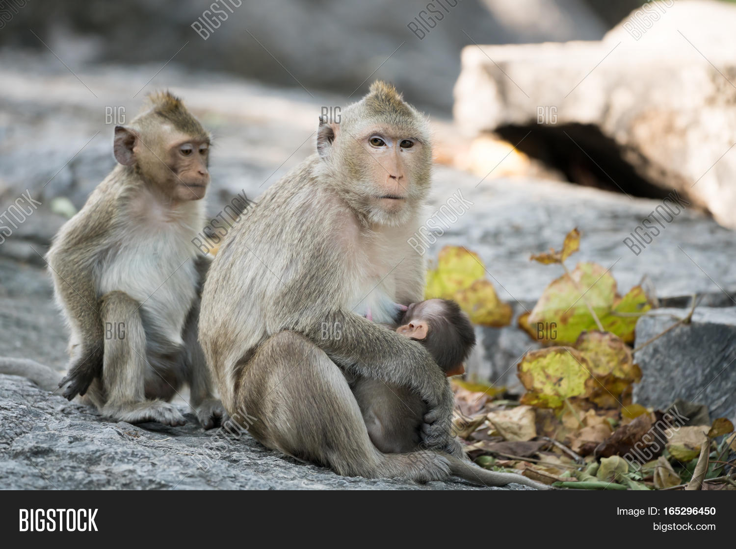 Image Monkey Sitting Image & Photo (Free Trial) | Bigstock