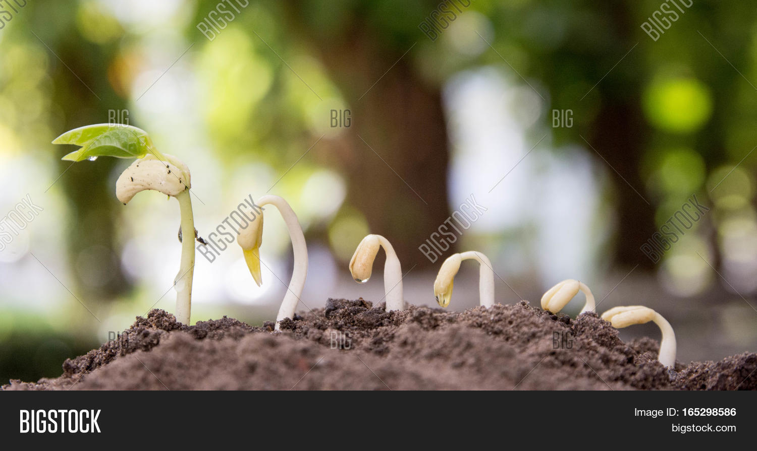 Seed Tree, Seeding, Image & Photo (Free Trial) | Bigstock