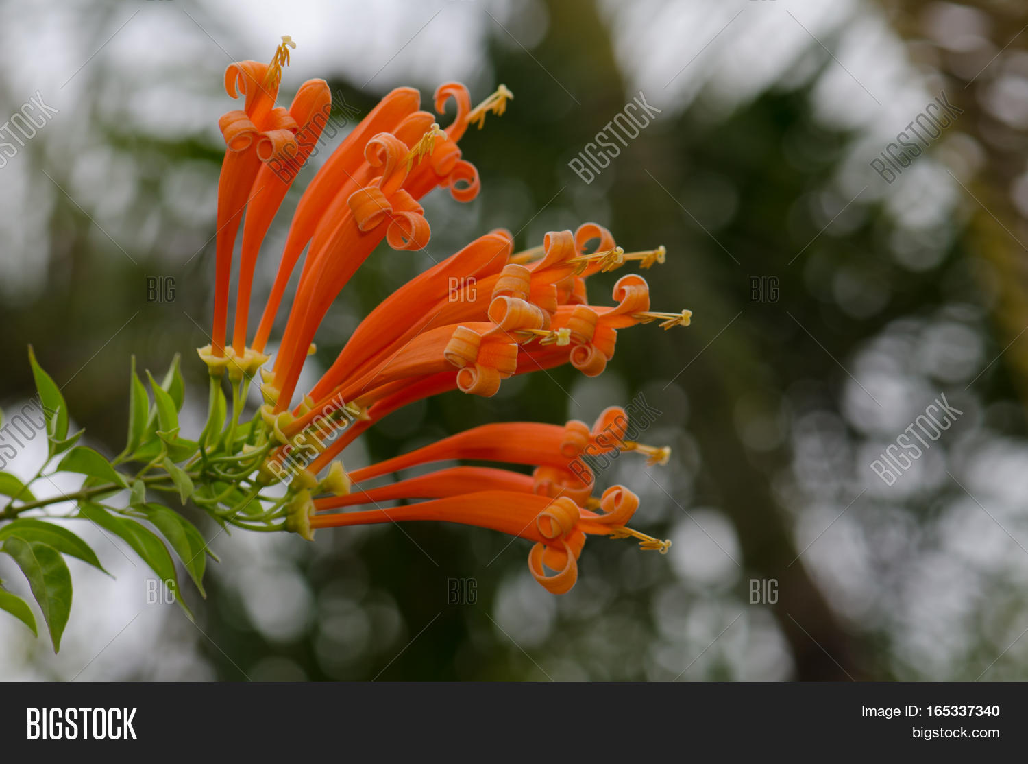 Orange Trumpet Flame Image & Photo (Free Trial) | Bigstock