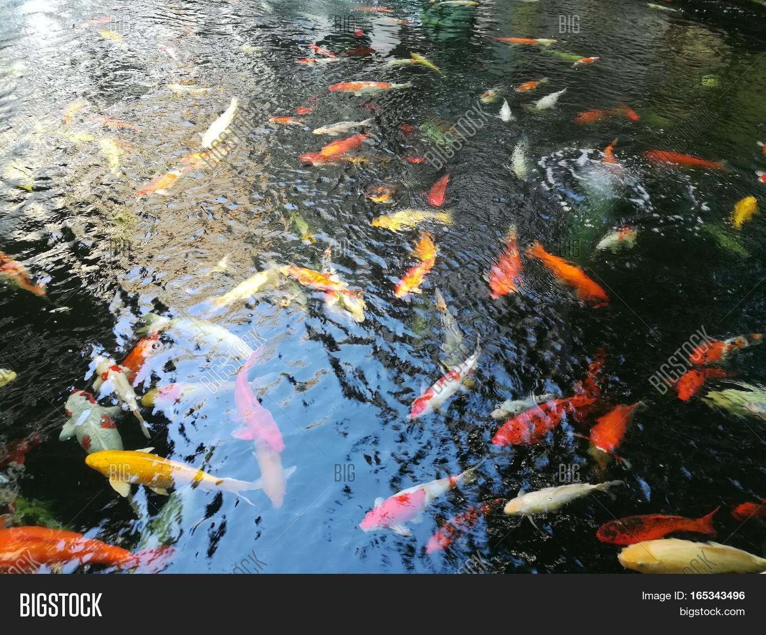 Fish Carp Aquarium Image & Photo (Free Trial) | Bigstock
