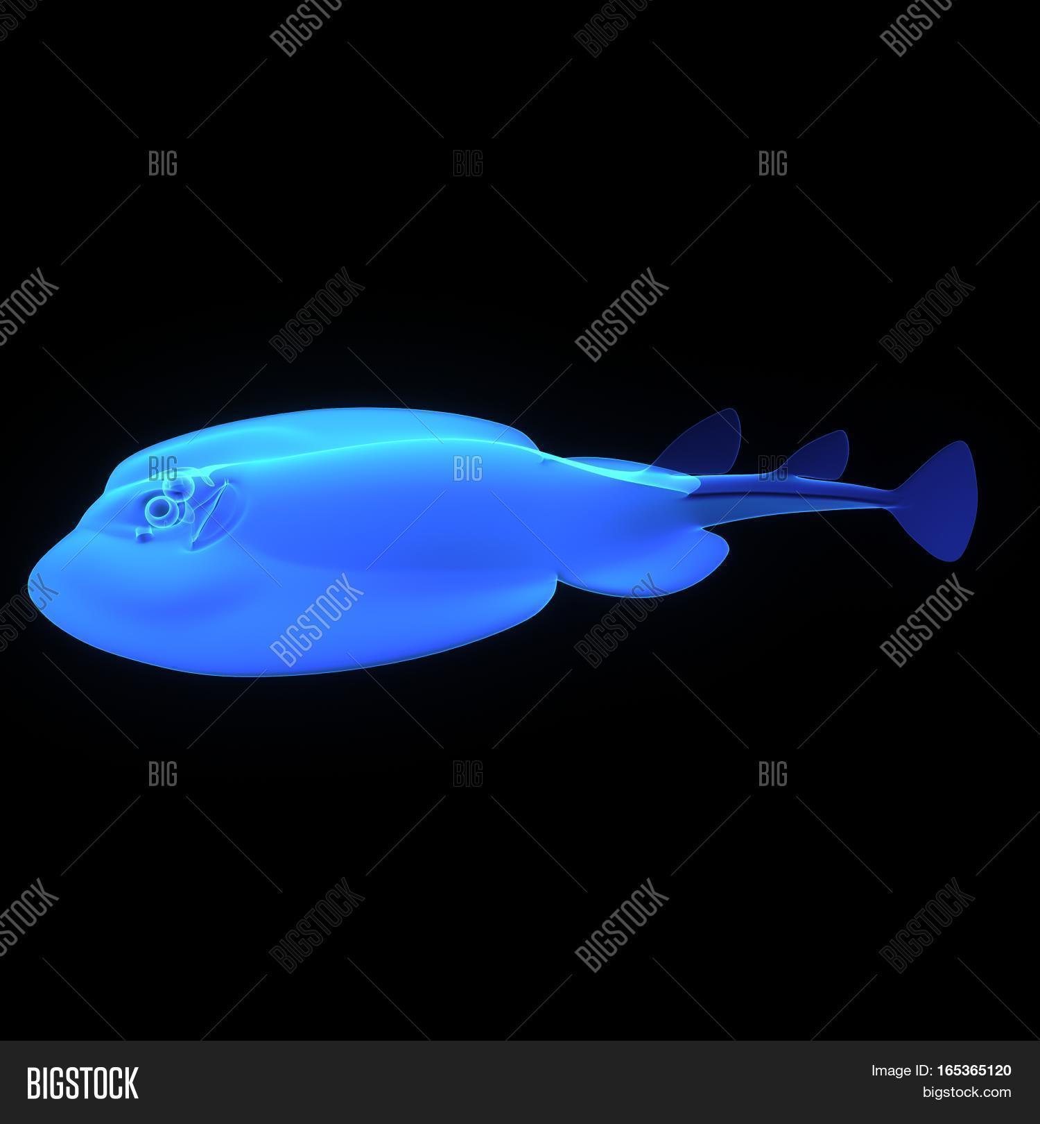 Electric Rays Group Image & Photo (Free Trial) | Bigstock