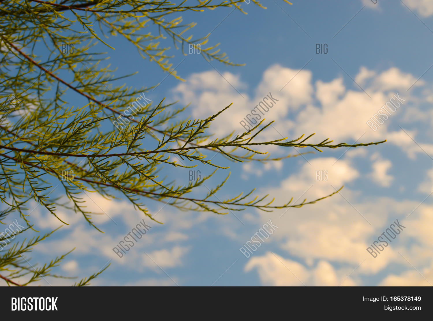 Tamarix Meyeri Boiss Image & Photo (Free Trial) | Bigstock