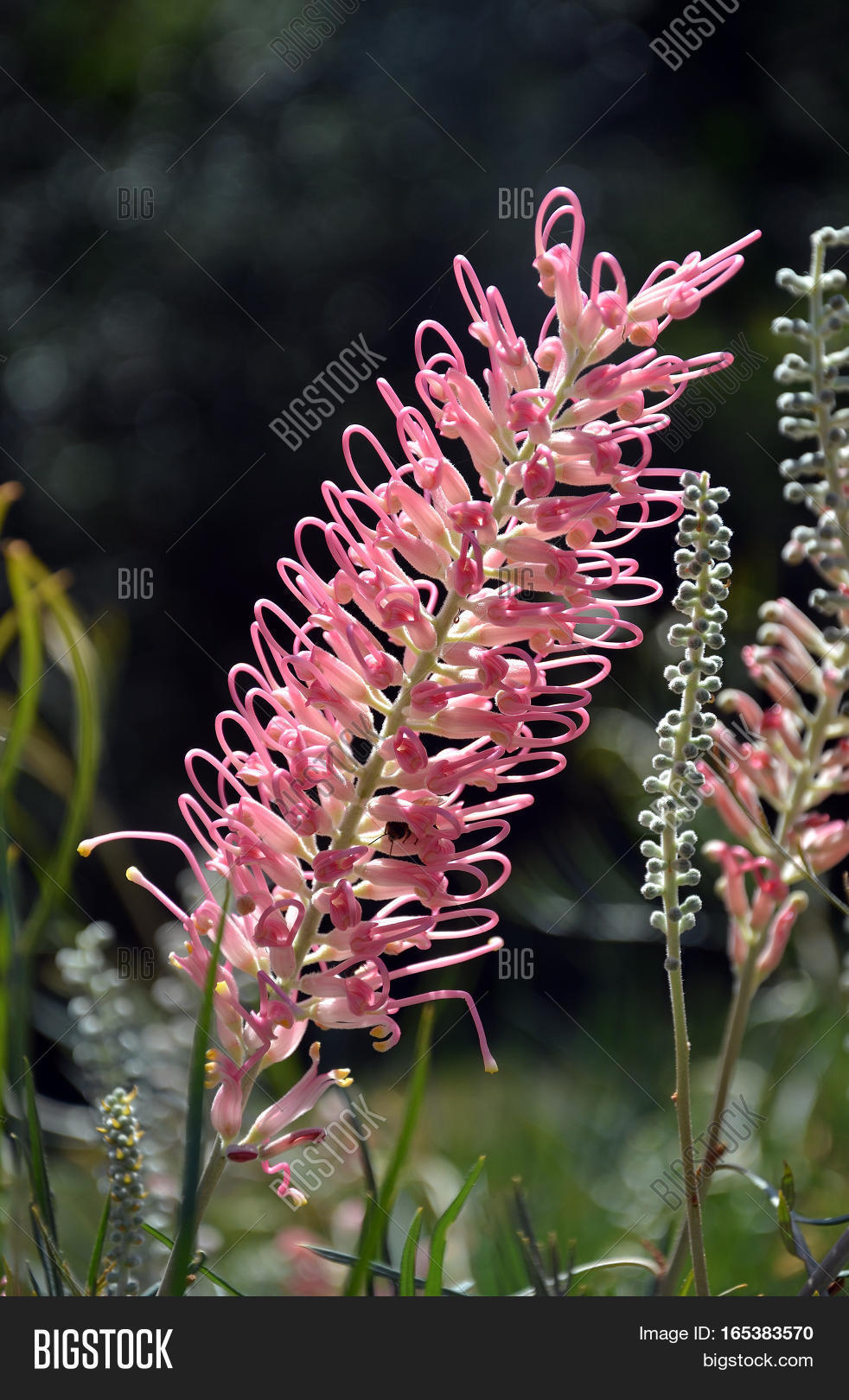 Australian Native Pink Image & Photo (Free Trial) | Bigstock