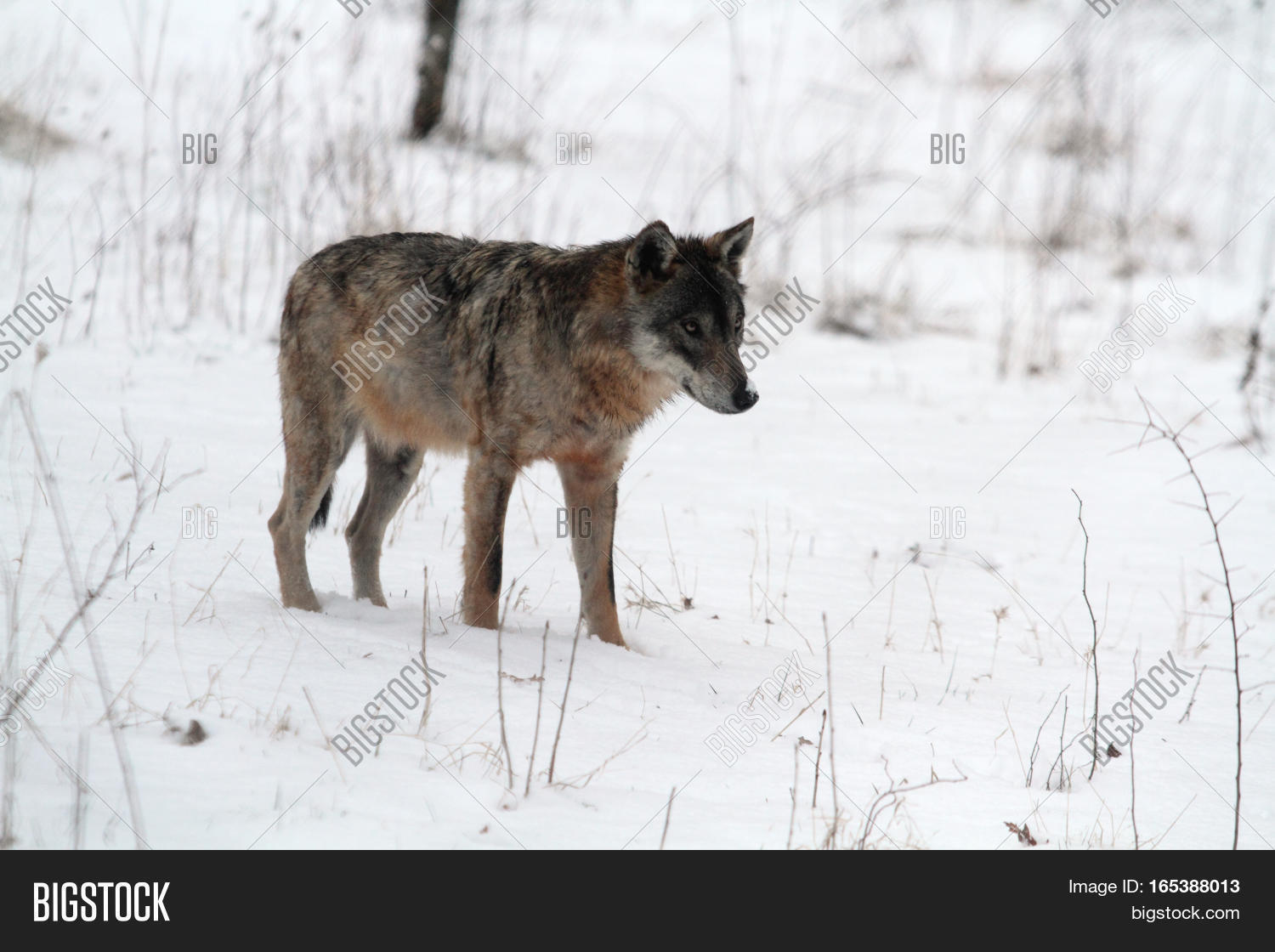 Wolf Protected Area Image & Photo (Free Trial) | Bigstock
