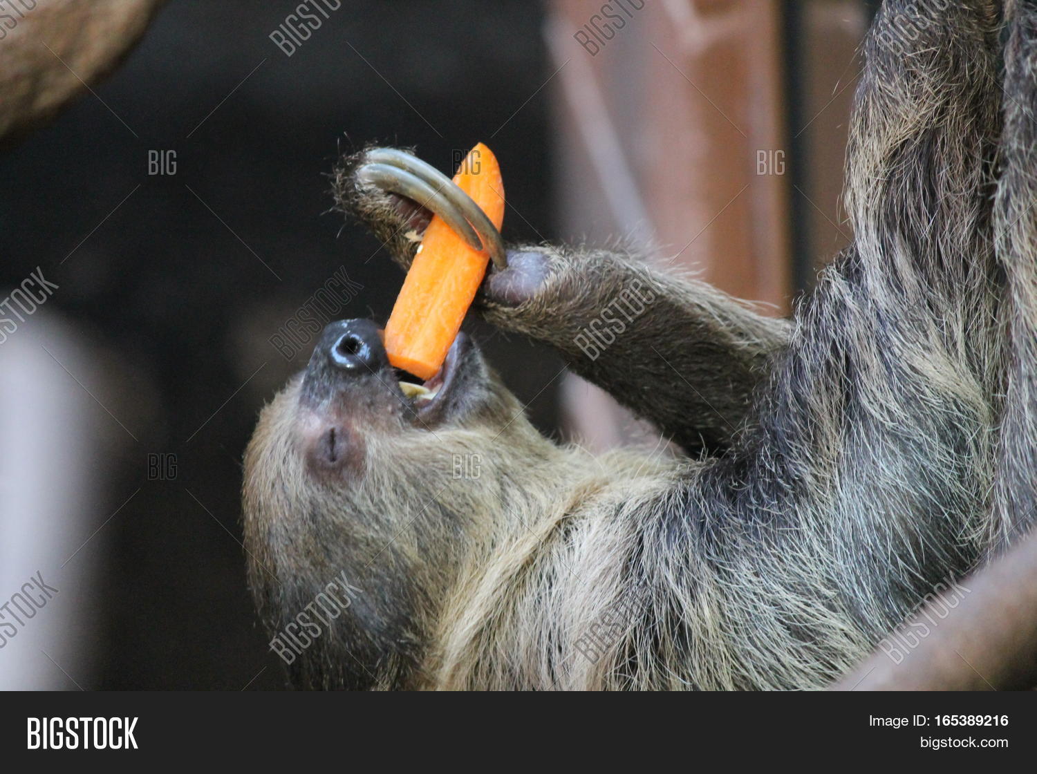 Sloth Long Clawed Image & Photo (Free Trial) | Bigstock