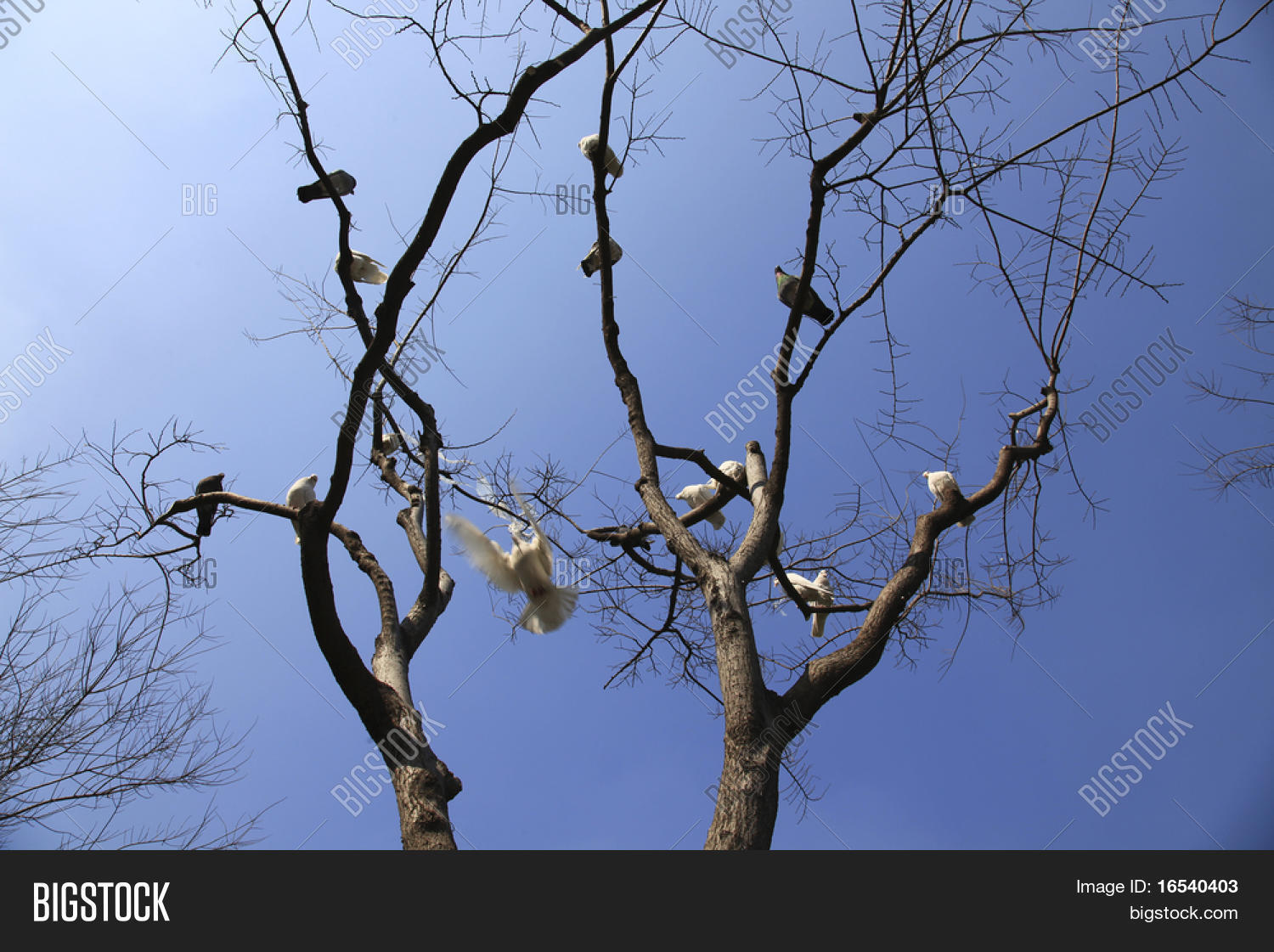 Dove Falling On Tree Image & Photo (Free Trial) | Bigstock