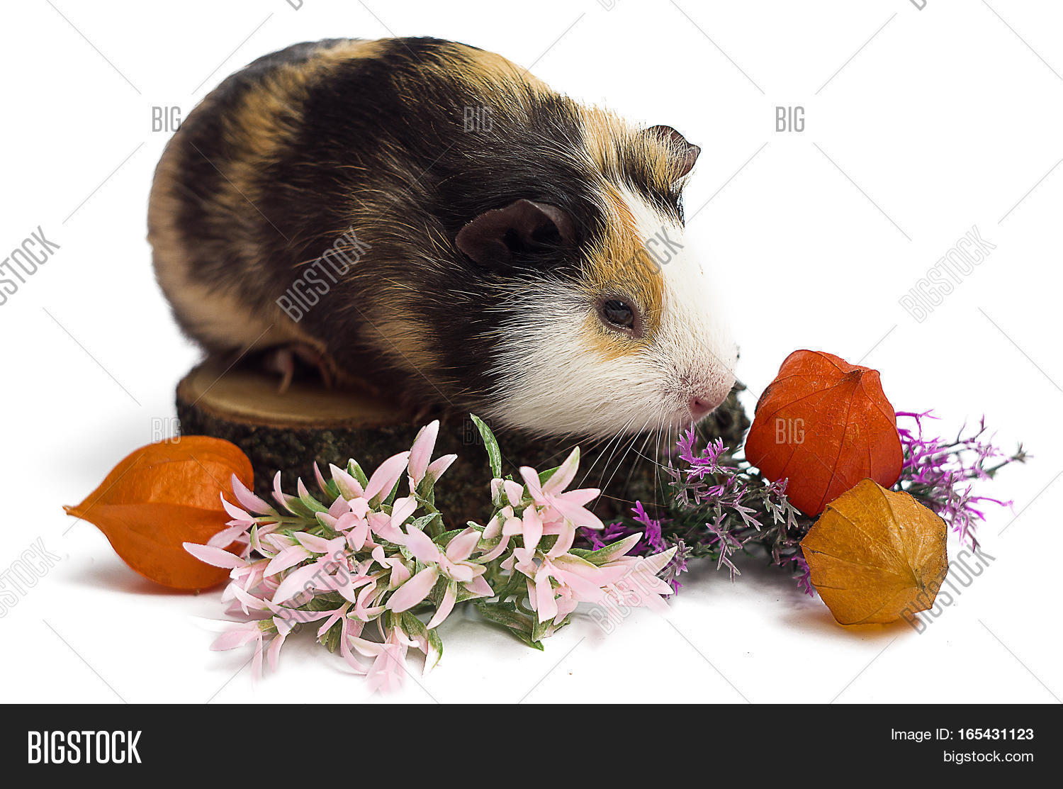 Happy Guinea Pig On Image & Photo (Free Trial) | Bigstock
