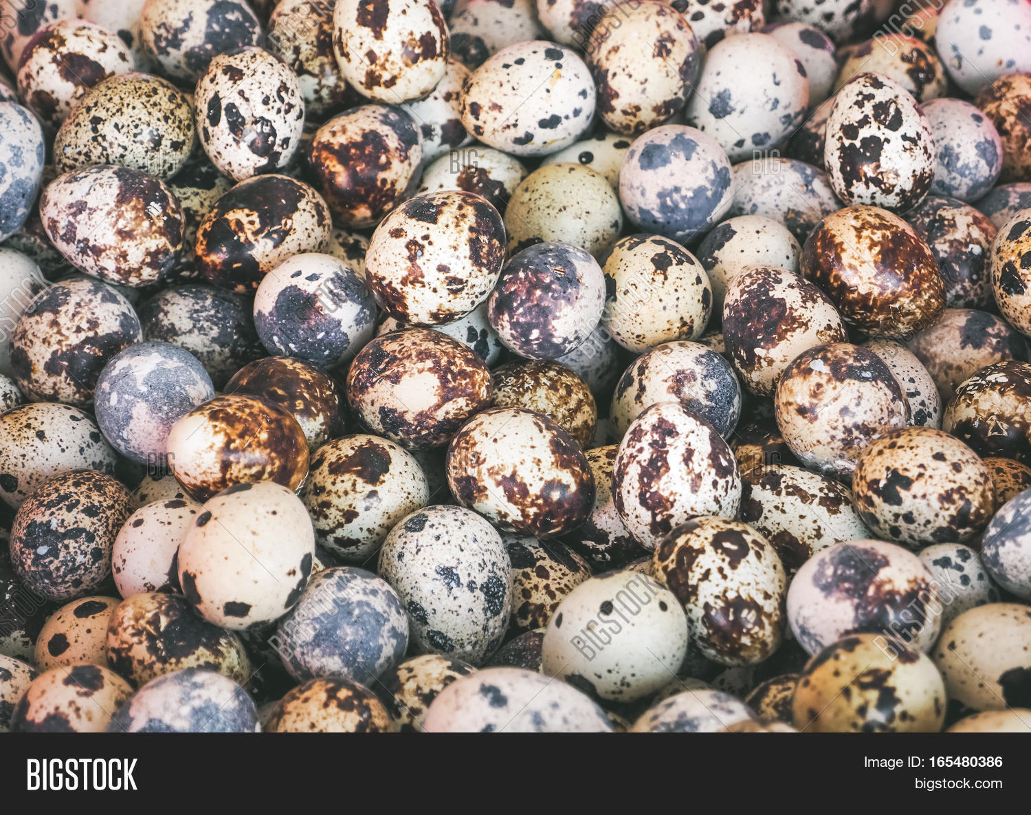 Quail Eggs Background Image & Photo (Free Trial) | Bigstock