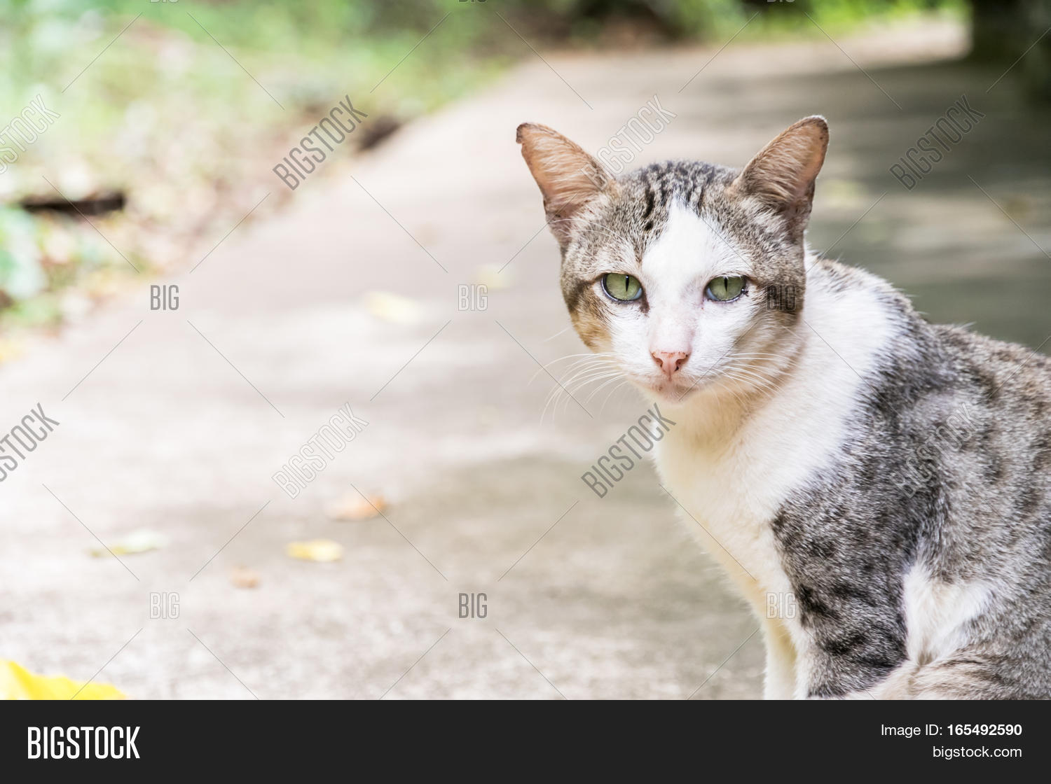 Cat Light Brown Image & Photo (Free Trial) | Bigstock