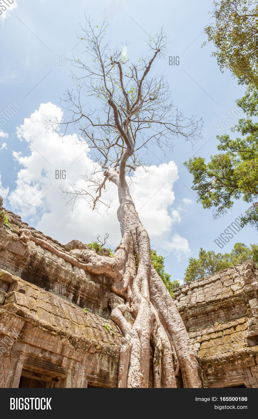 Giant Old Tree Ta Image & Photo (Free Trial) | Bigstock
