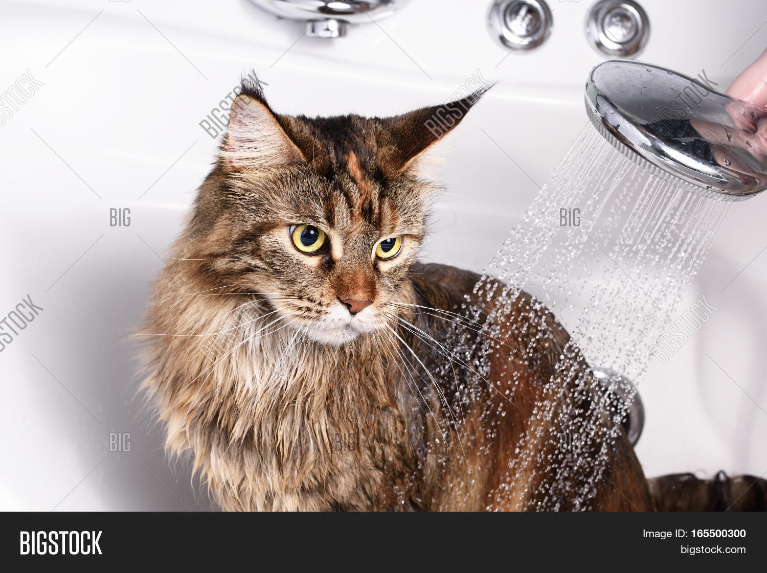 Cat Bath. Wet Cat. Image & Photo (Free Trial) | Bigstock