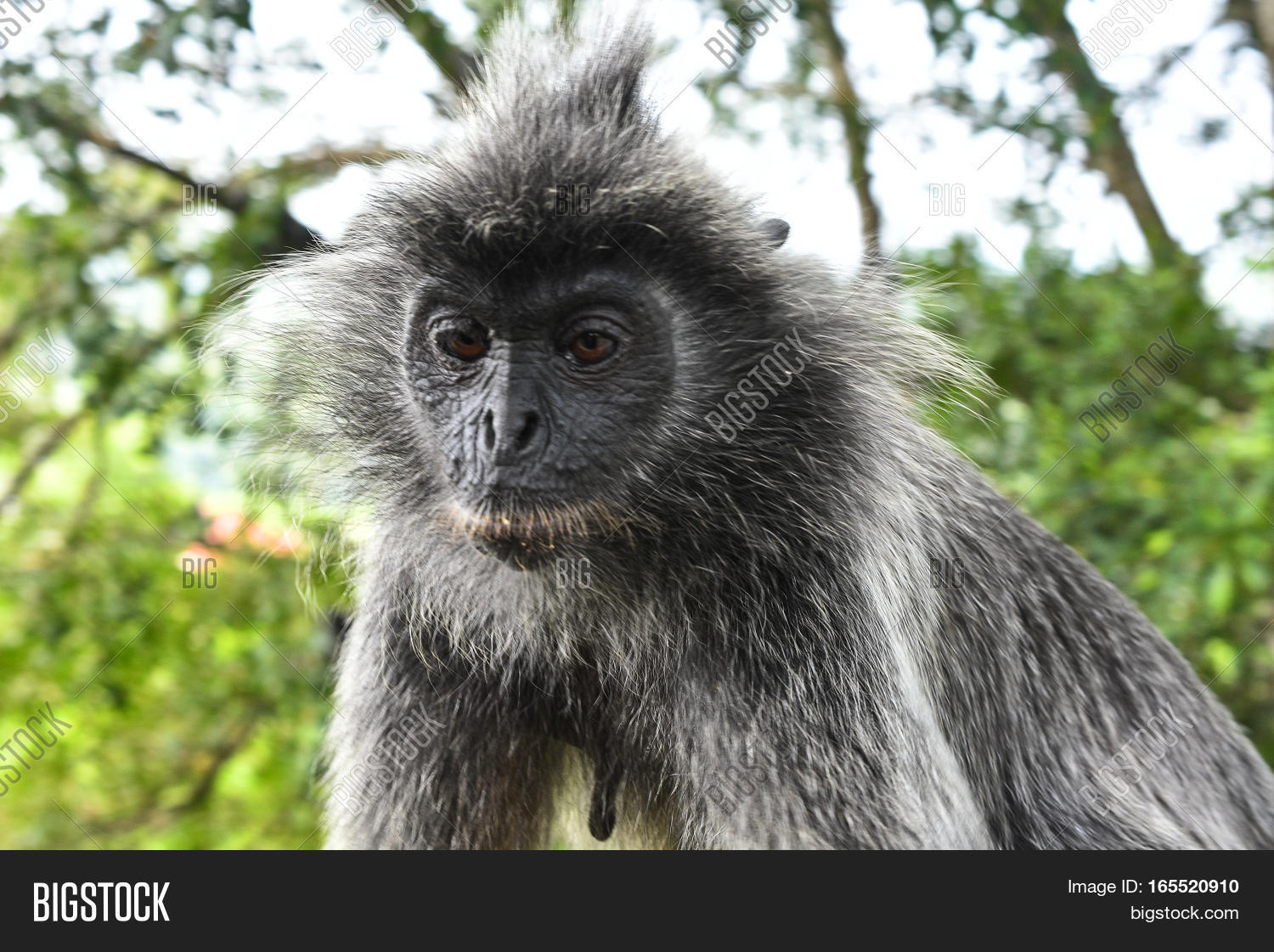 Silvered Leaf Monkey Image & Photo (Free Trial) | Bigstock