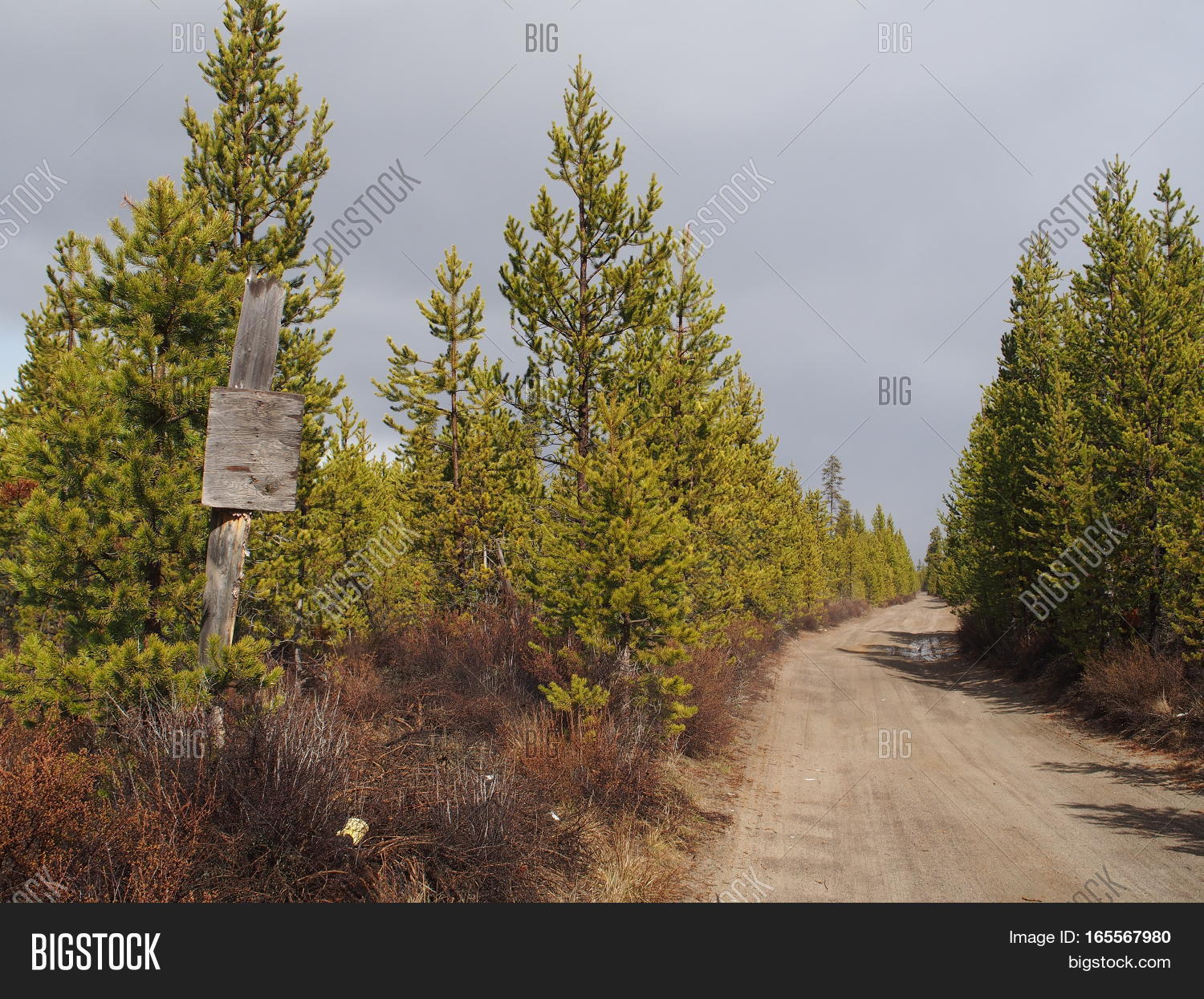 Dirt Back Road Pine Image & Photo (Free Trial) | Bigstock