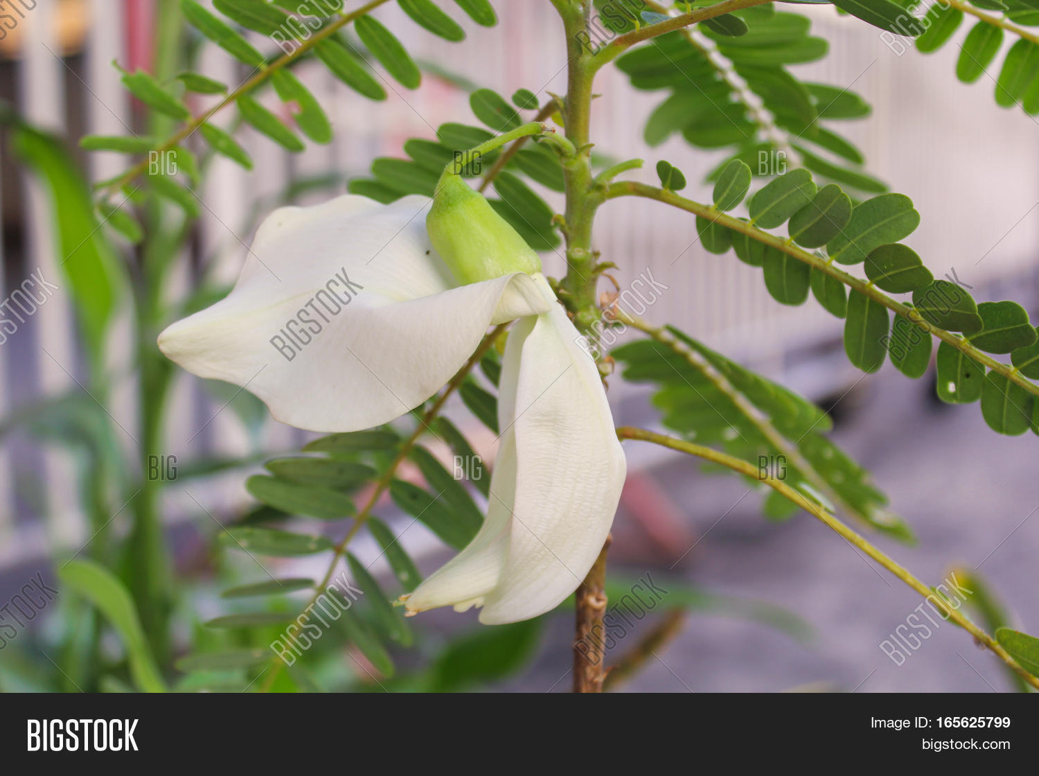 White Agasta Flower Image & Photo (Free Trial) | Bigstock
