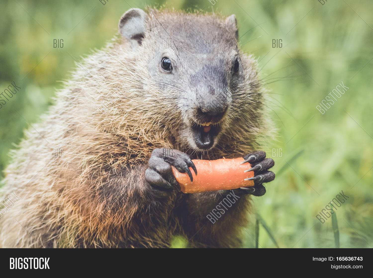 Small Groundhog ( Image & Photo (Free Trial) | Bigstock