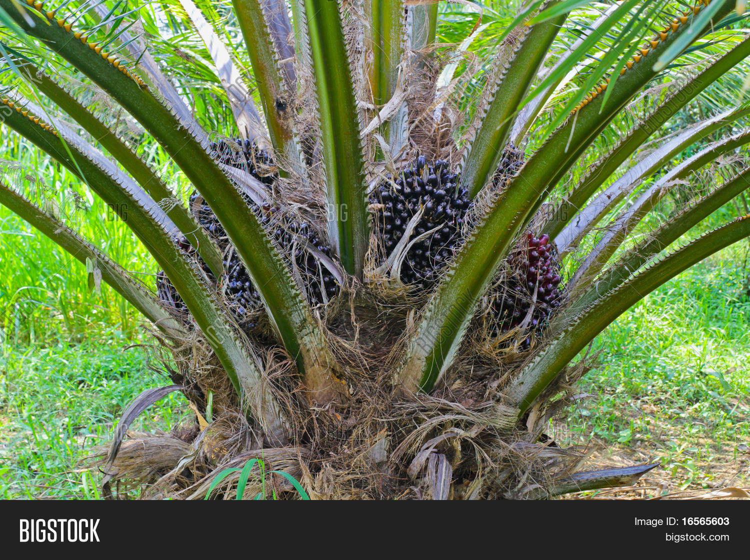 Oil Palm Image & Photo (Free Trial) | Bigstock