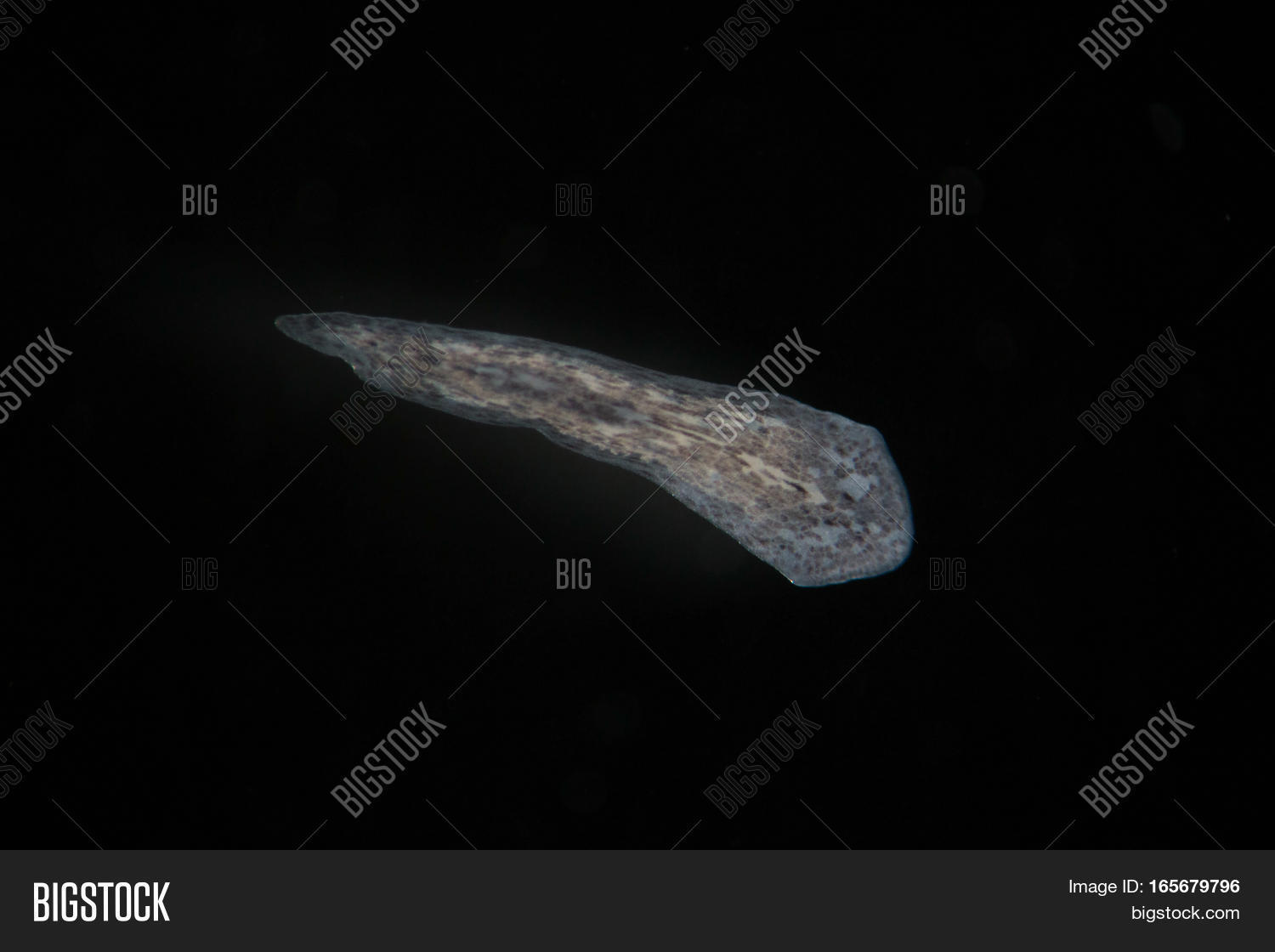 Turbellaria Flatworms Image & Photo (Free Trial) | Bigstock