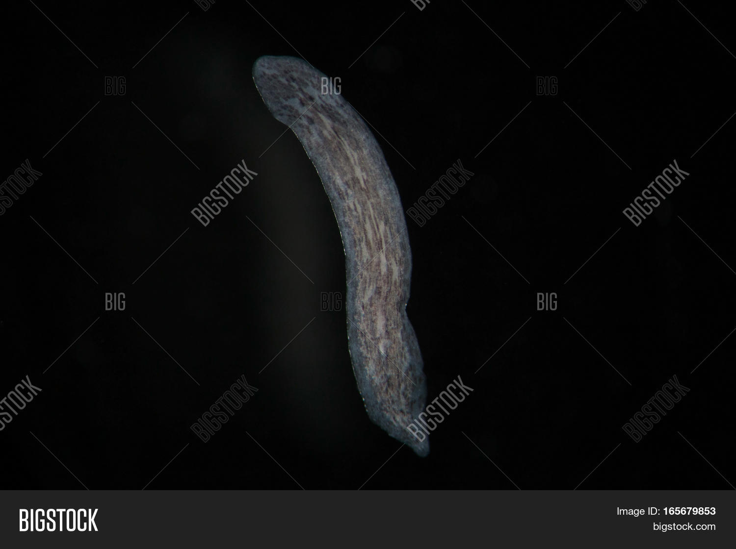 Turbellaria Flatworms Image & Photo (Free Trial) | Bigstock