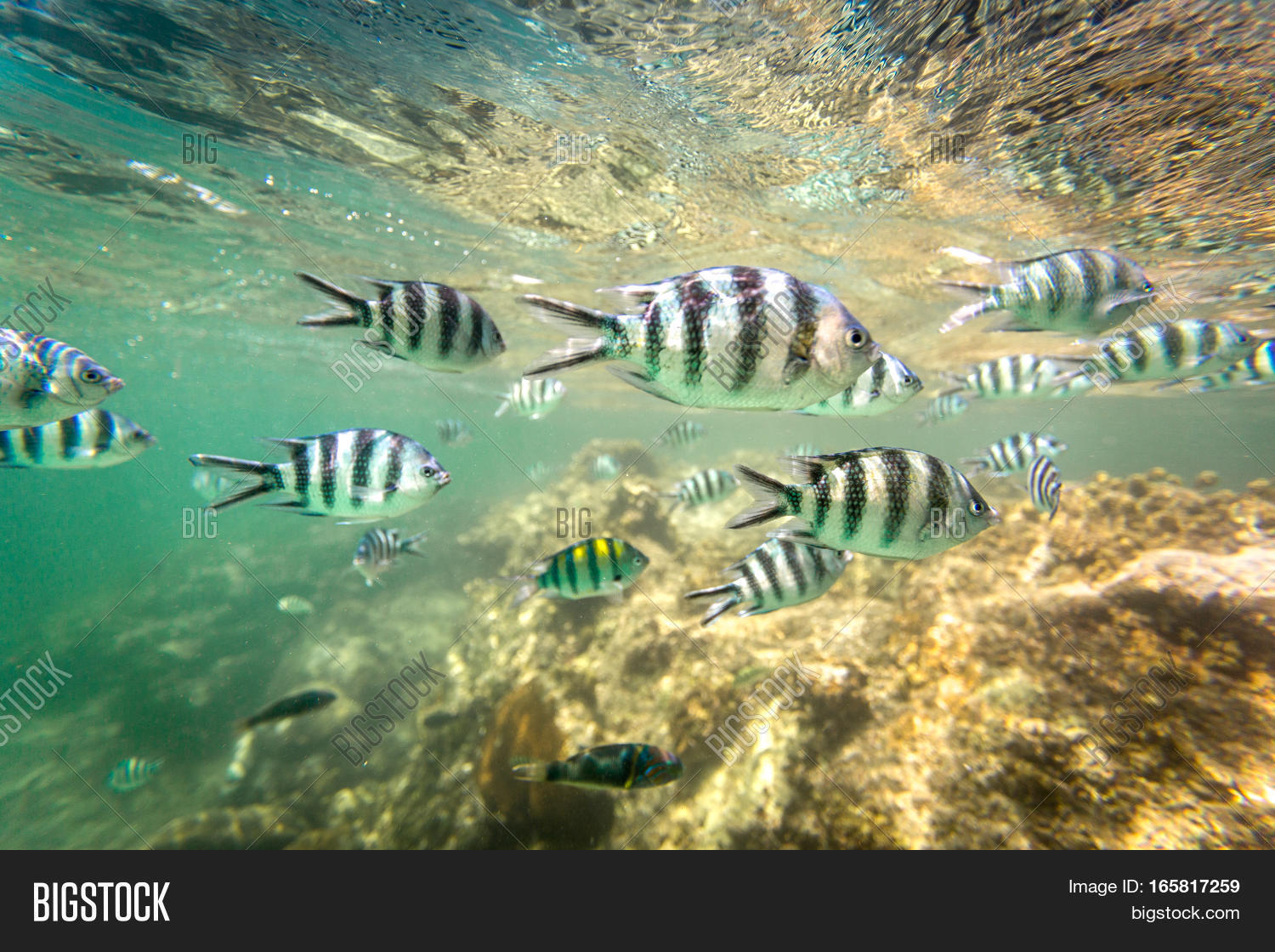 School Fish Coral Reef Image & Photo (Free Trial) | Bigstock