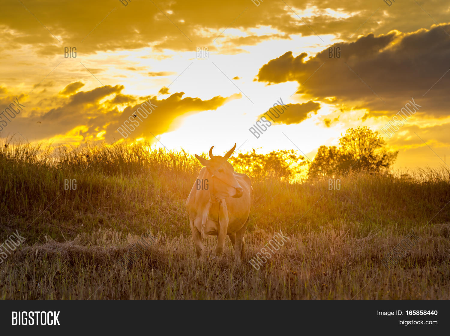 Buffalow Cow Image & Photo (Free Trial) | Bigstock