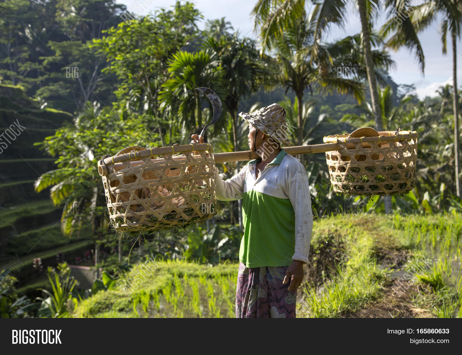 Balinese Rice Field Image & Photo (Free Trial) | Bigstock