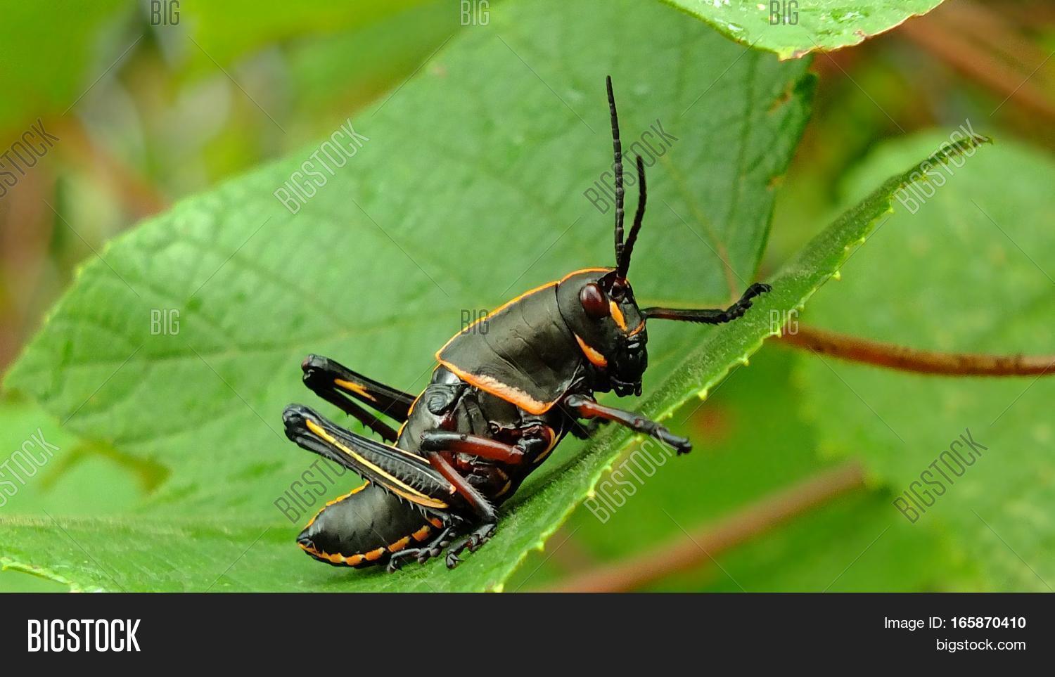 Macro Photo Black Image & Photo (Free Trial) | Bigstock