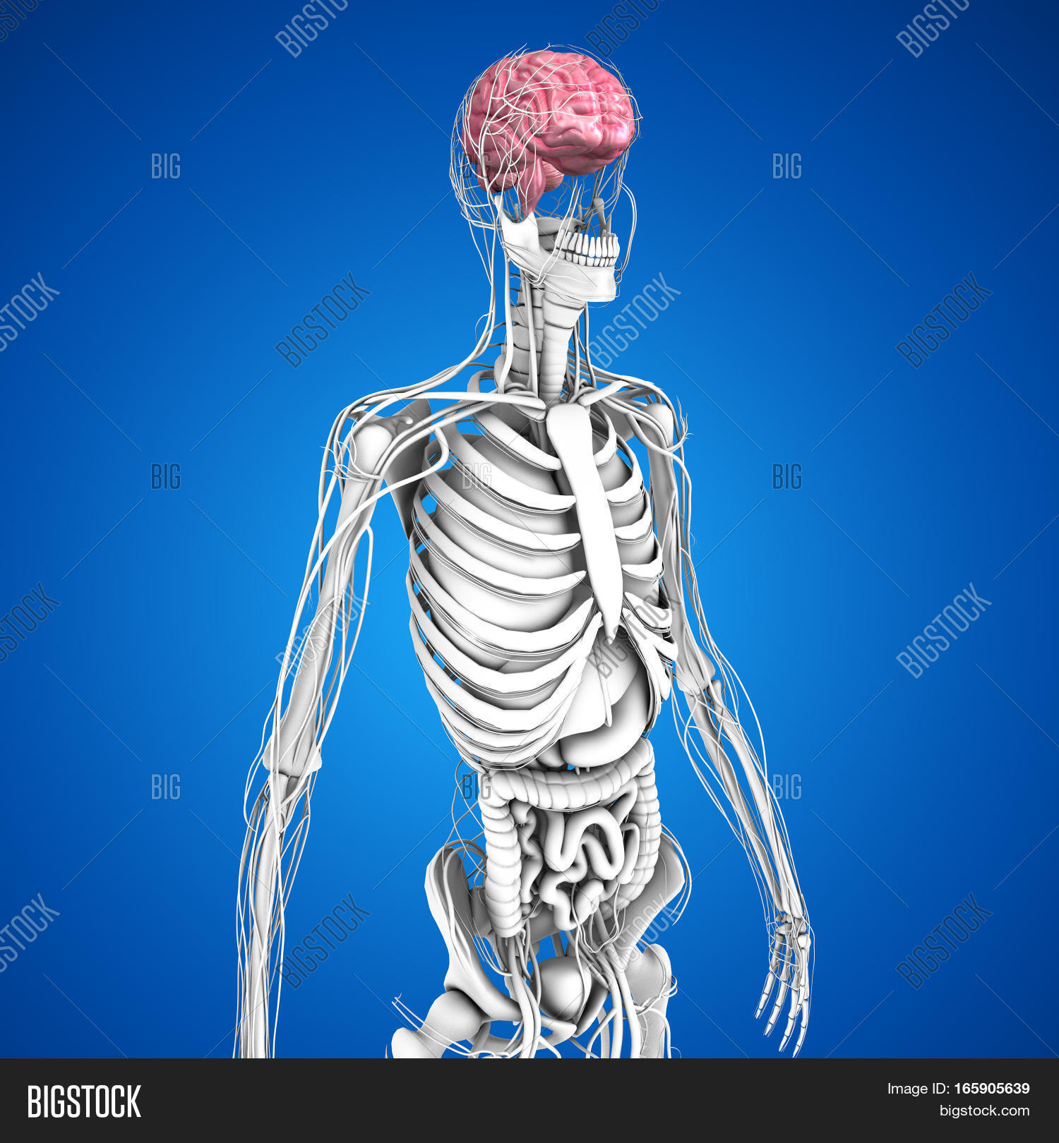 Human Brain Has Many Image & Photo (Free Trial) | Bigstock
