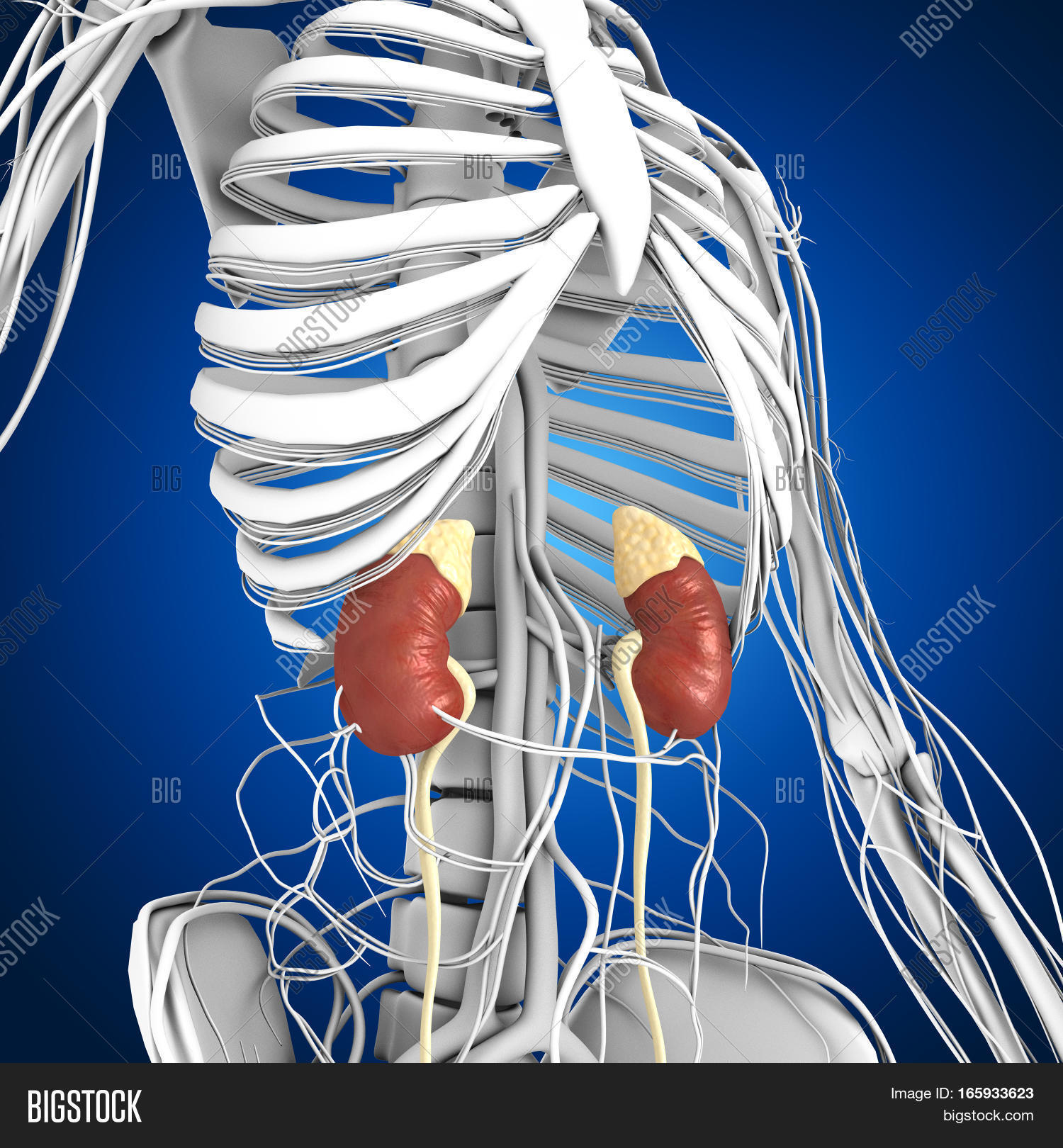 Kidneys Located Image & Photo (Free Trial) | Bigstock