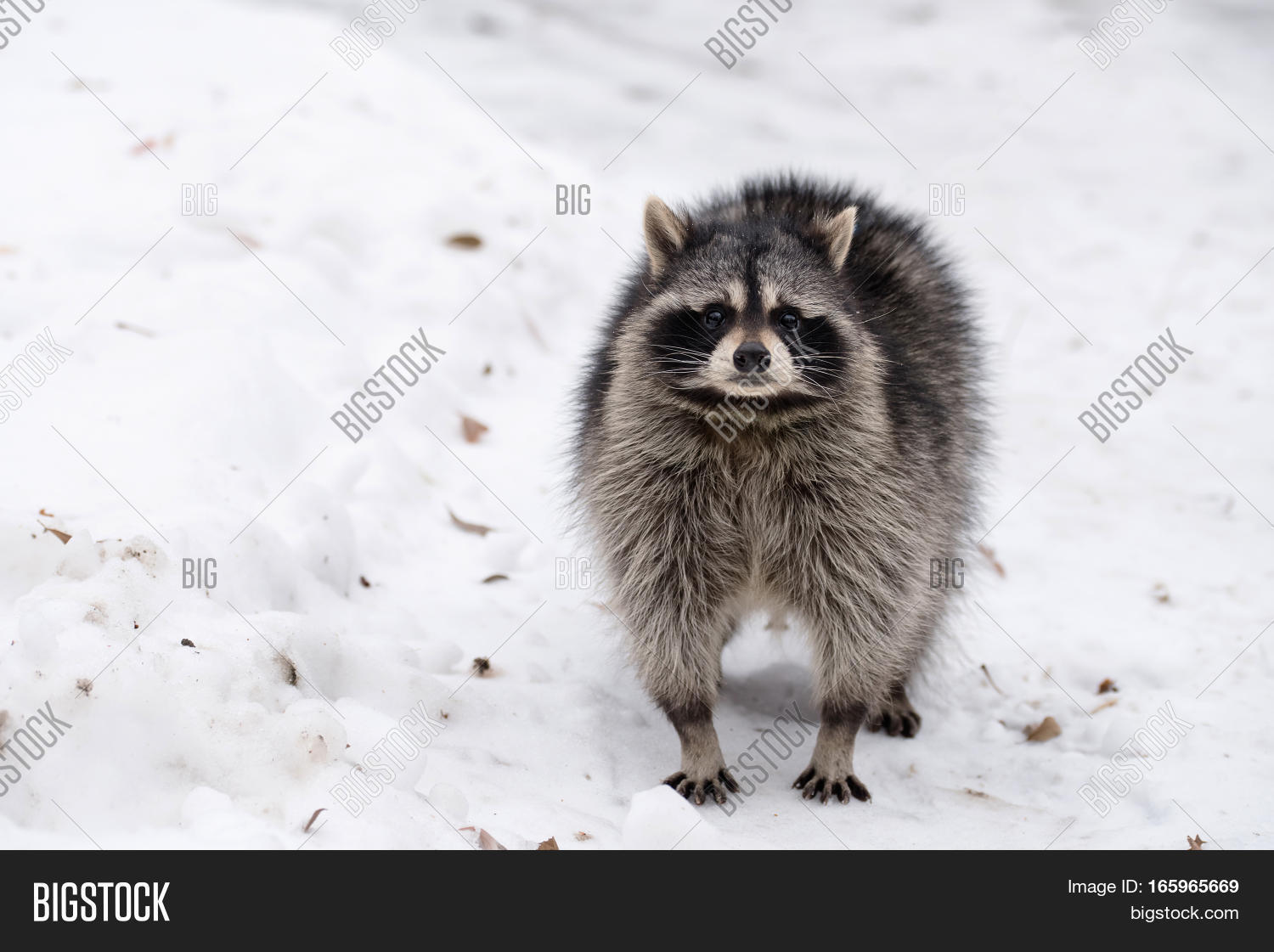 One Fluffy Raccoon Image & Photo (Free Trial) | Bigstock
