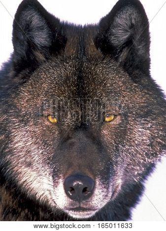 Alpha Wolf Images, Illustrations & Vectors (Free) - Bigstock