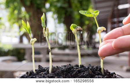 Seed Tree, Seeding, Image & Photo (Free Trial) | Bigstock