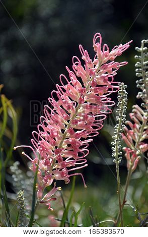 Australian Native Pink Image & Photo (Free Trial) | Bigstock