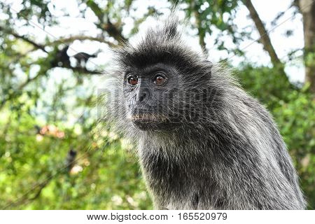 Silvered Leaf Monkey Image & Photo (Free Trial) | Bigstock