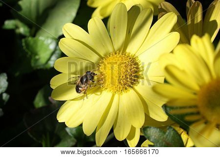 Proboscis Bee Collects Image & Photo (Free Trial) | Bigstock
