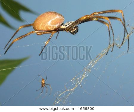 Bushman Spider Female Image & Photo (Free Trial) | Bigstock