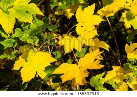 Close- Sunlit Yellow Image & Photo (Free Trial) | Bigstock